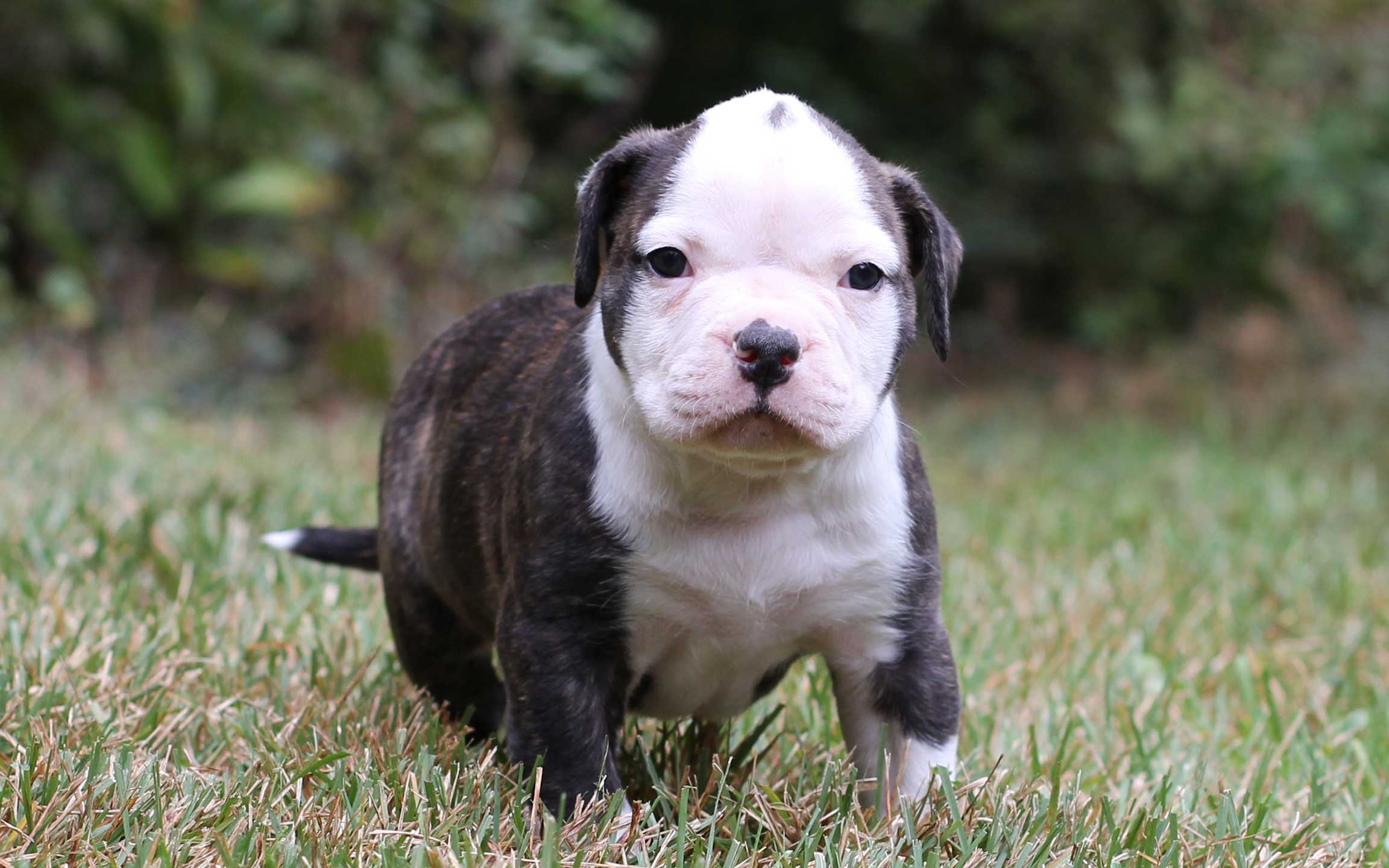 Blue American Bulldog Puppy